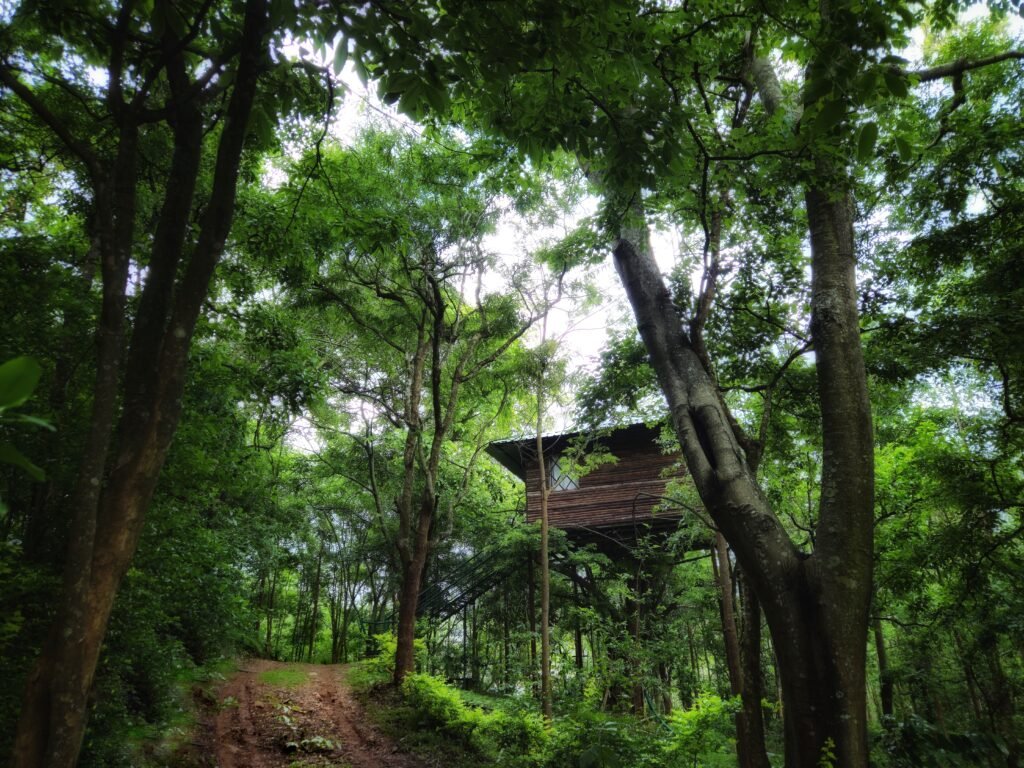 Devigiri Homestay » Tree House (Pool View) – Stay Close to Nature