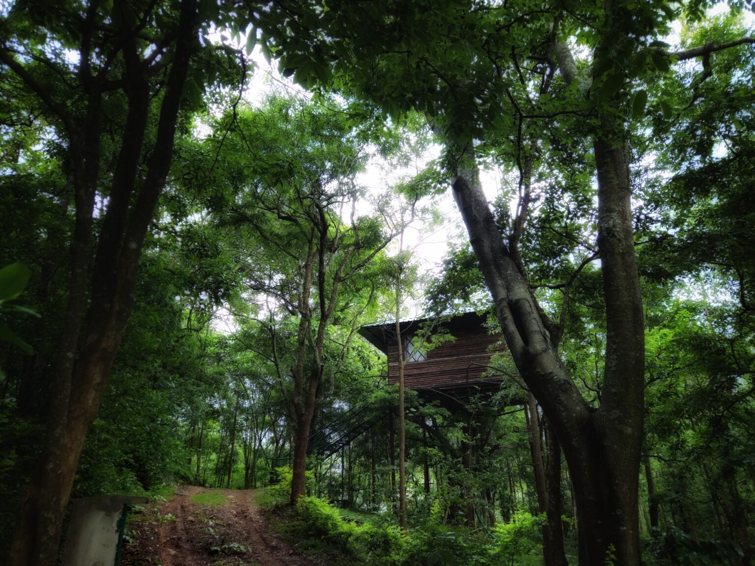 Devigiri Homestay » Tree House (Pool View) – Stay Close to Nature